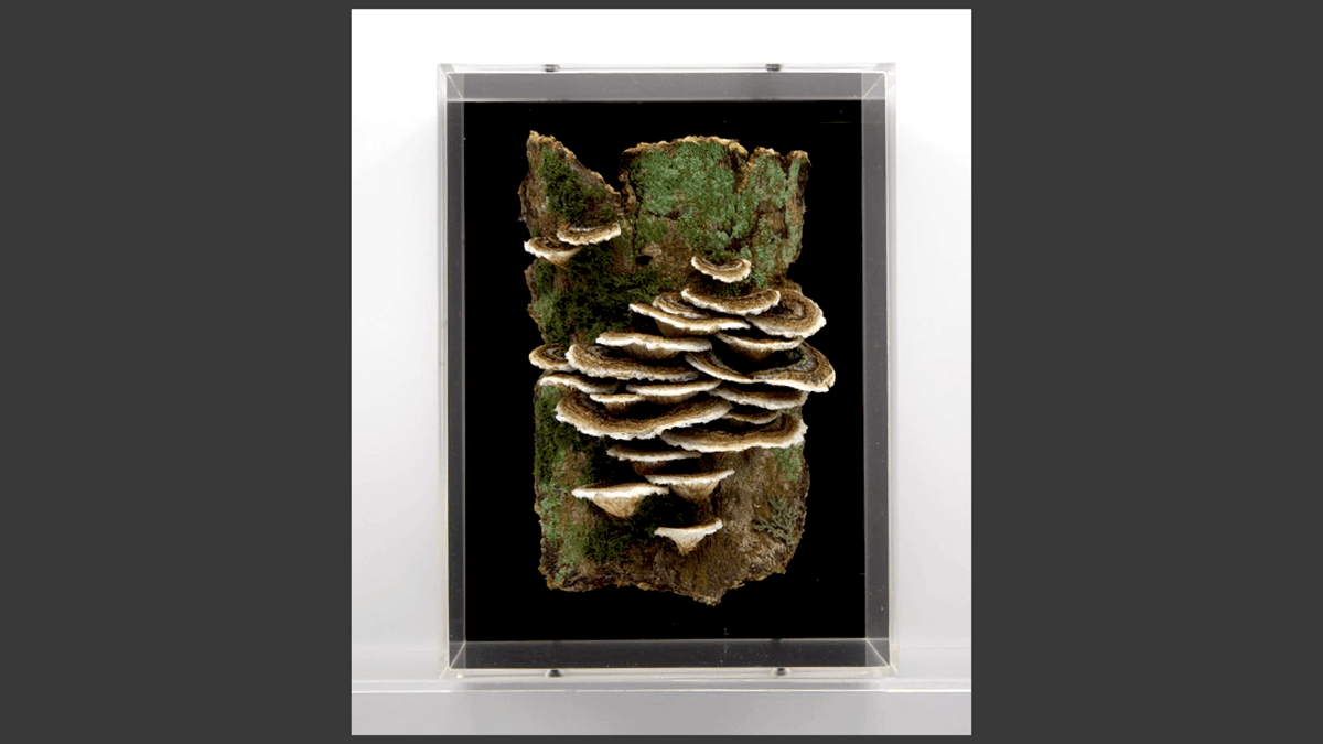 Stitching nature into existence with Amanda Cobbett